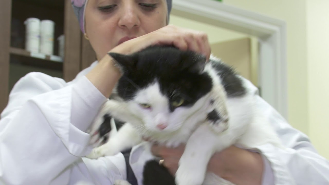 Pauly the six-legged stray to have extra limbs removed - YouTube