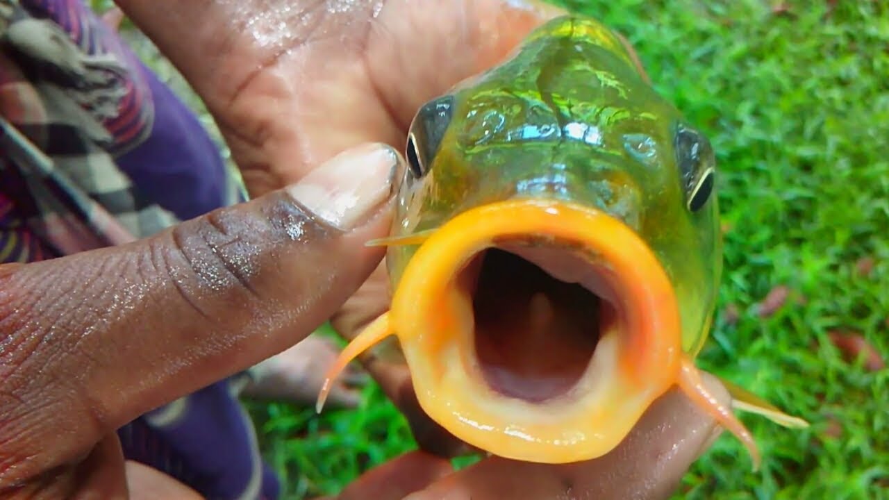 Amazing Hook Fishing | It's Hook Fishing Time | Boy Catch Fish From ...