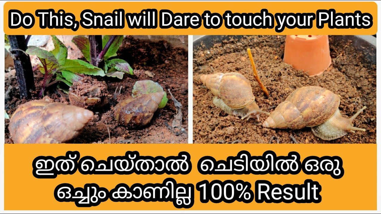 7 Methods to Avoid Snail permanently from Garden | ഒച്ചിനെ തുരത്താൻ 7 ...