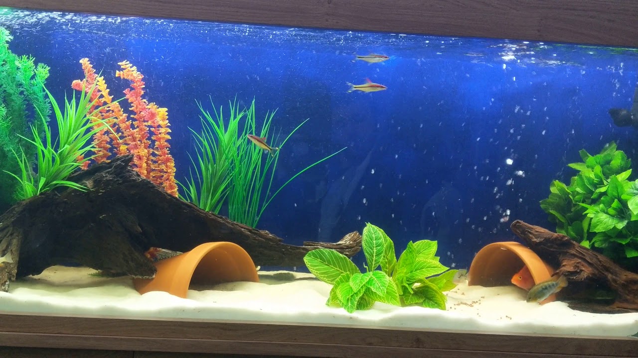 Aqua one 300l oak style cichlid tank - YouTube