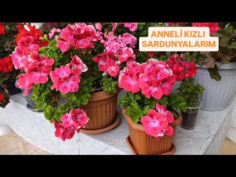 🎉ANNELİ KIZLI SARDUNYALARIM. BALKONUMDAN SON GÖRÜNTÜLER. #sardunya 