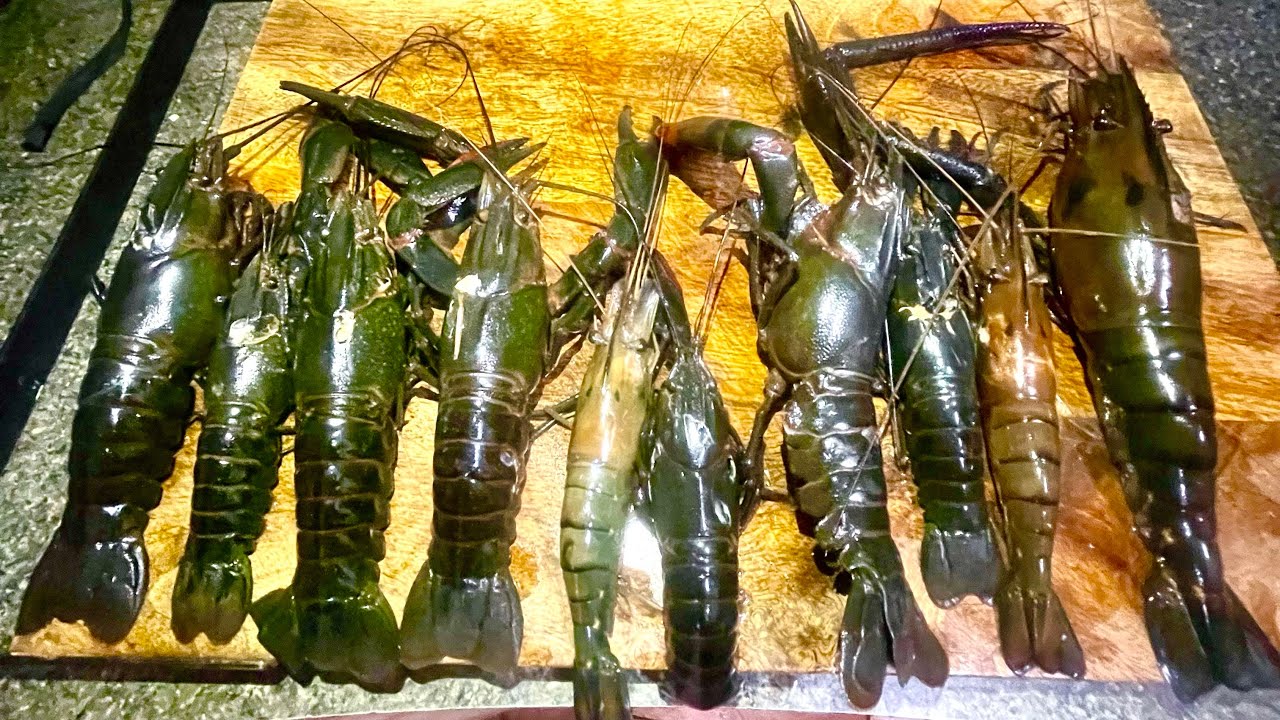 Spearing A Giant River Prawn | Worlds Largest Freshwater Prawn - YouTube