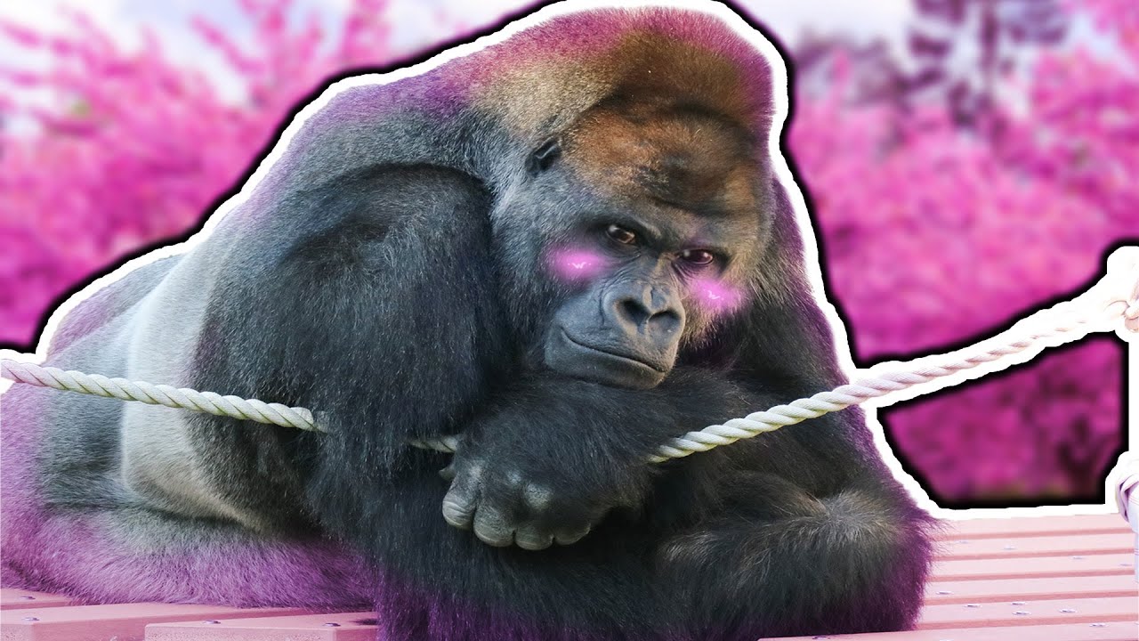 This Gorilla is More Successful than YOU. - YouTube