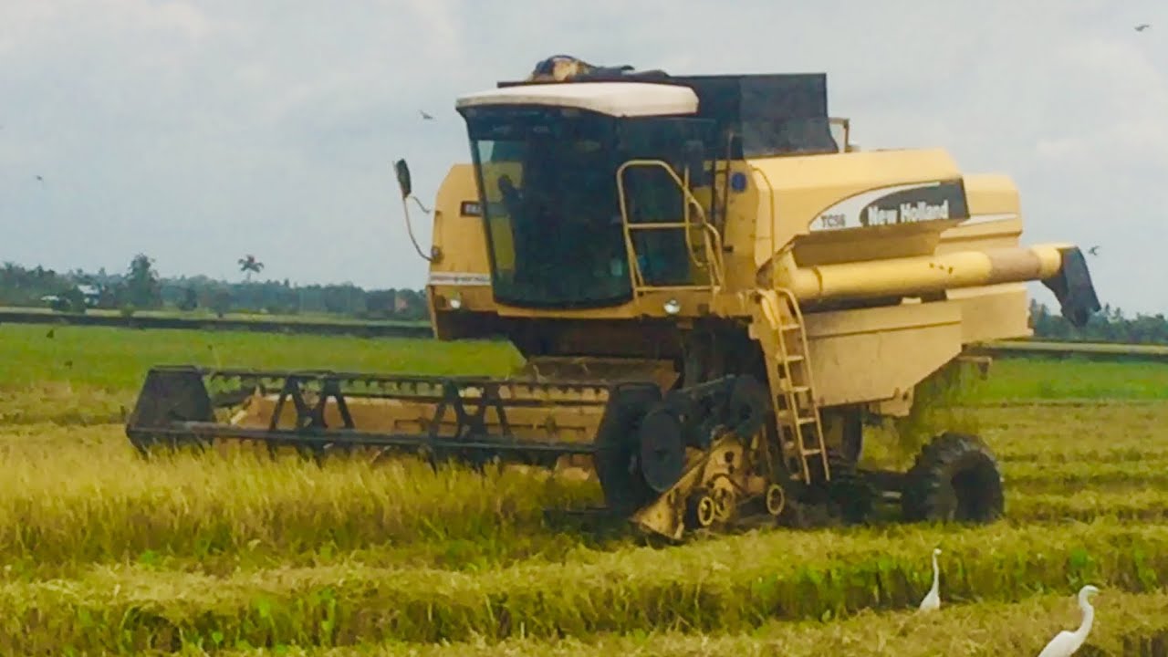 SAWAH PADI SEKINCHAN SELANGOR.MESIN PADI MENUAI PADI DIMUSIM MENUAI ...