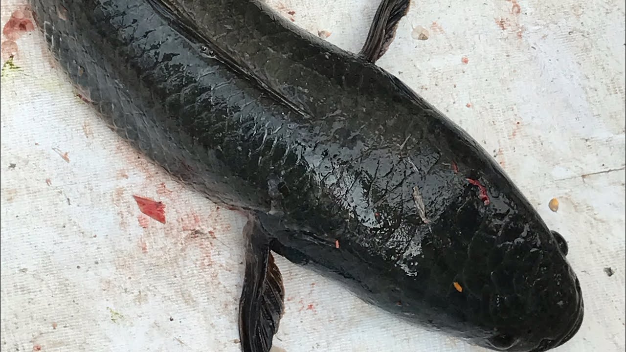 Amazing Fish Cutting ! Big Gojar Fish Cutting Skills Live in Fish ...