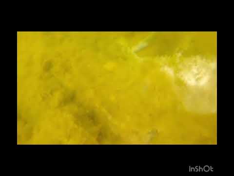 Joninių tvenkinio dugnas. Jonava. A. Šleževičiaus video.
