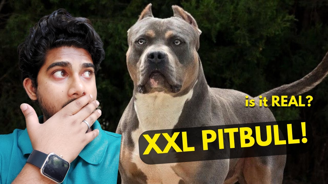 XXL Pitbull- Kya Sach Hai Aur Kya Jhoot? - YouTube