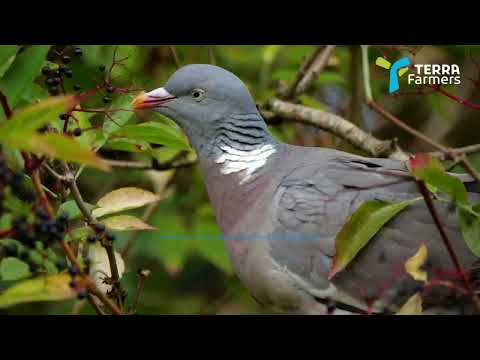 Terrafarmers Promo Video