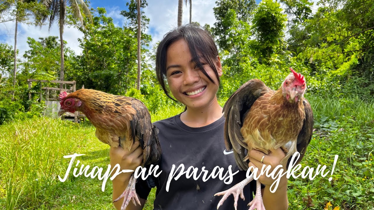 Native Chicken for Lunch, Filling the stomach who just gave birth ...