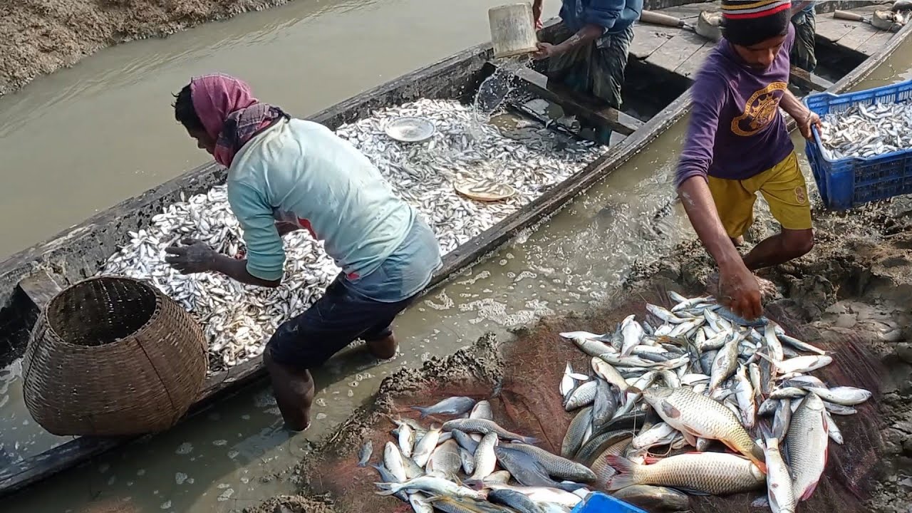 হাকালুকি হাওরের চাপিলা ও বড় মাছ বিক্রি দেখুন #fish hahakuki,haor# ...