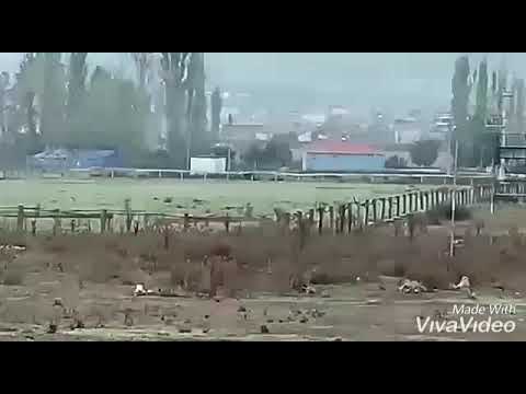 SAKA KUŞU YAKALAMA SİS AGI İLE