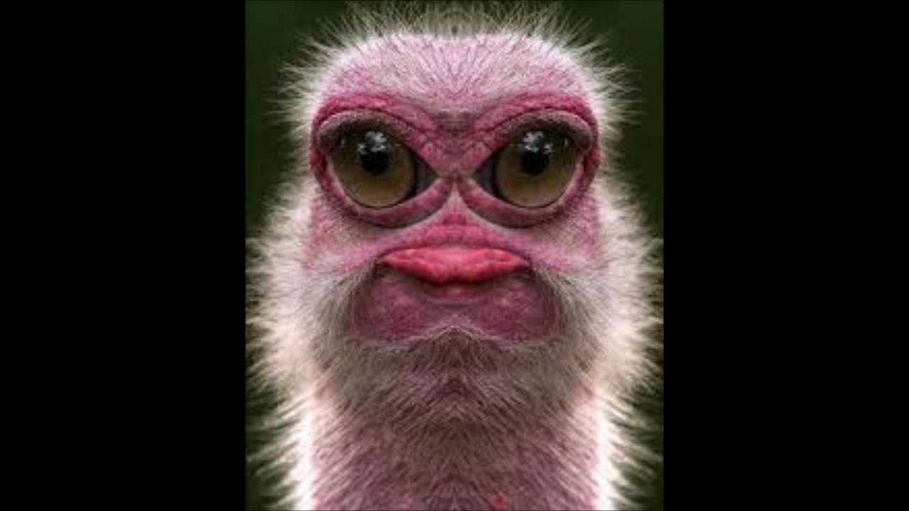 bichos engraçados em 3d.wmv - YouTube