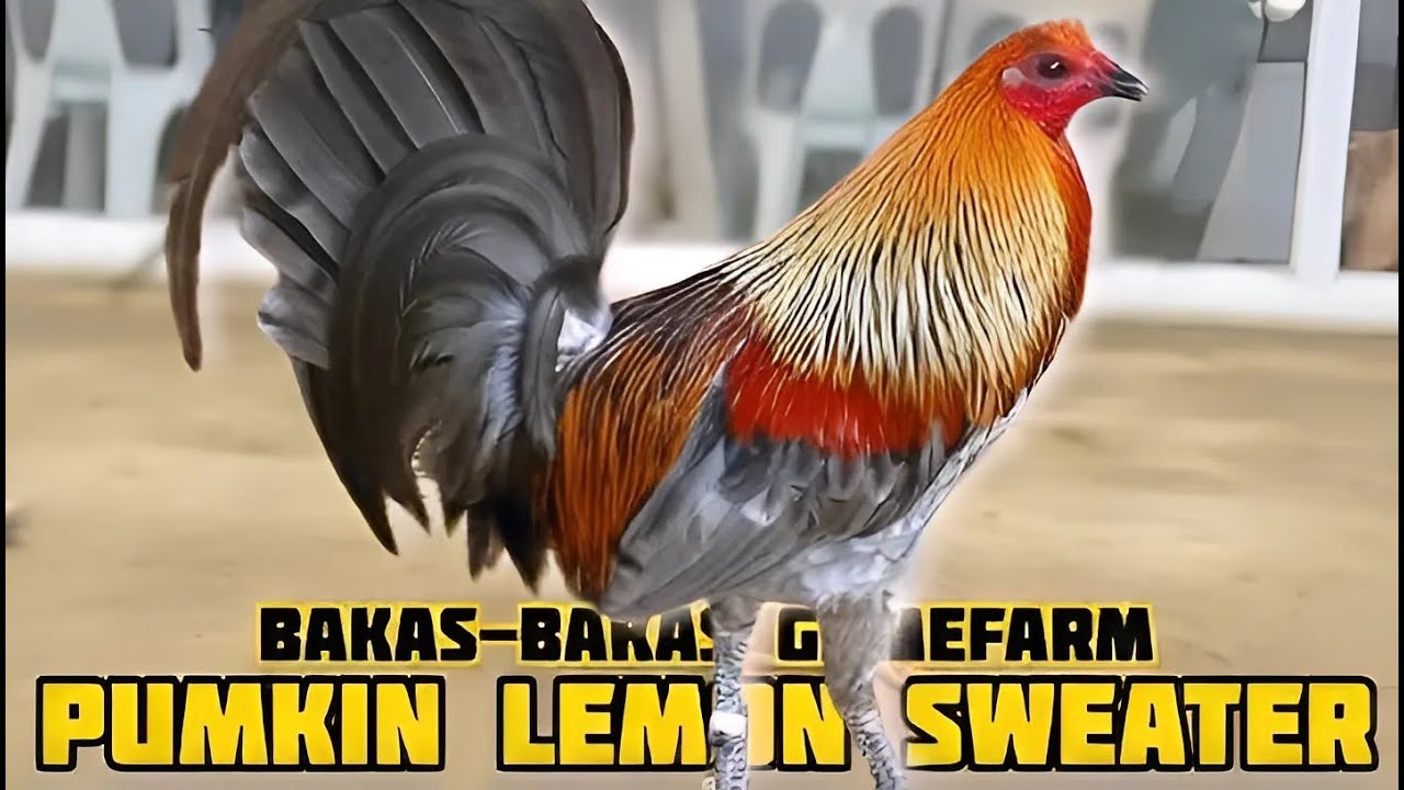 Farm Visit Gelmore Hatch Gamefowl Bloodlines Showing ㅤㅤㅤㅤ - YouTube