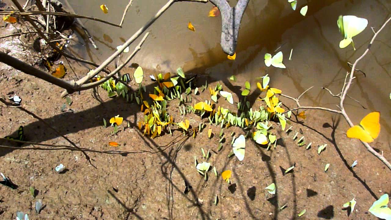Moths "Puddling" on the Tiputini River - YouTube
