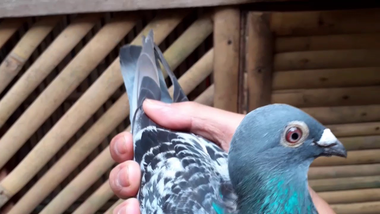 Merpati pos Tritis,ZK terbang tinggi - YouTube