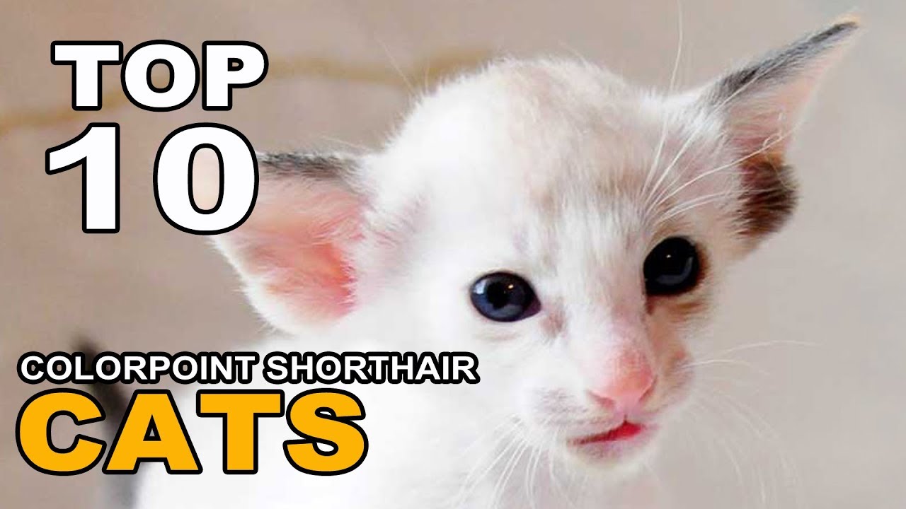 TOP 10 COLORPOINT SHORTHAIR CATS BREEDS - YouTube