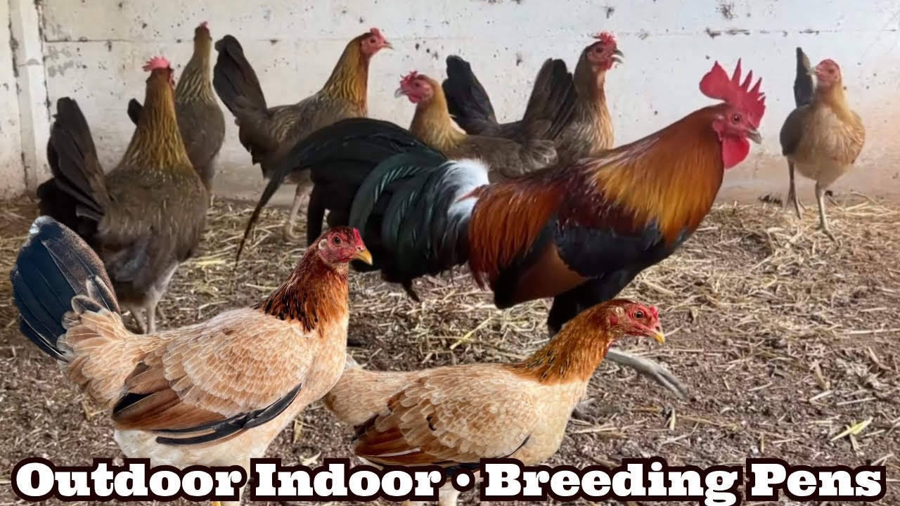 Big Farm Outdoor Breeding Pens - Feeding Time Free Range Shape Chicken ...