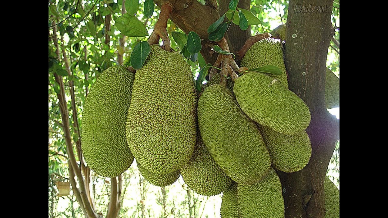 SUPER FÁCIL - Germinar Sementes de Jaca - YouTube