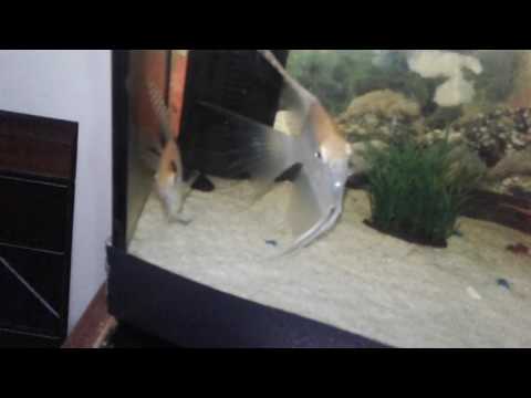 Melek balıklarını  erkek dişi olduklarını nasıl anlarız ?