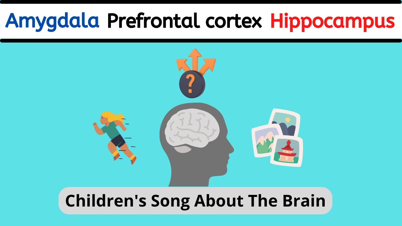 Picture Hippo Campus Prefrontal Cortex Amgydala