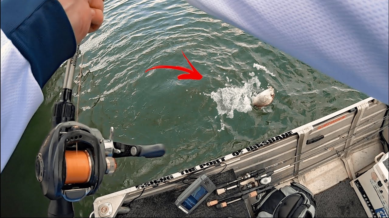 BRISBANE RIVER FISHING | Multiple Species. - YouTube