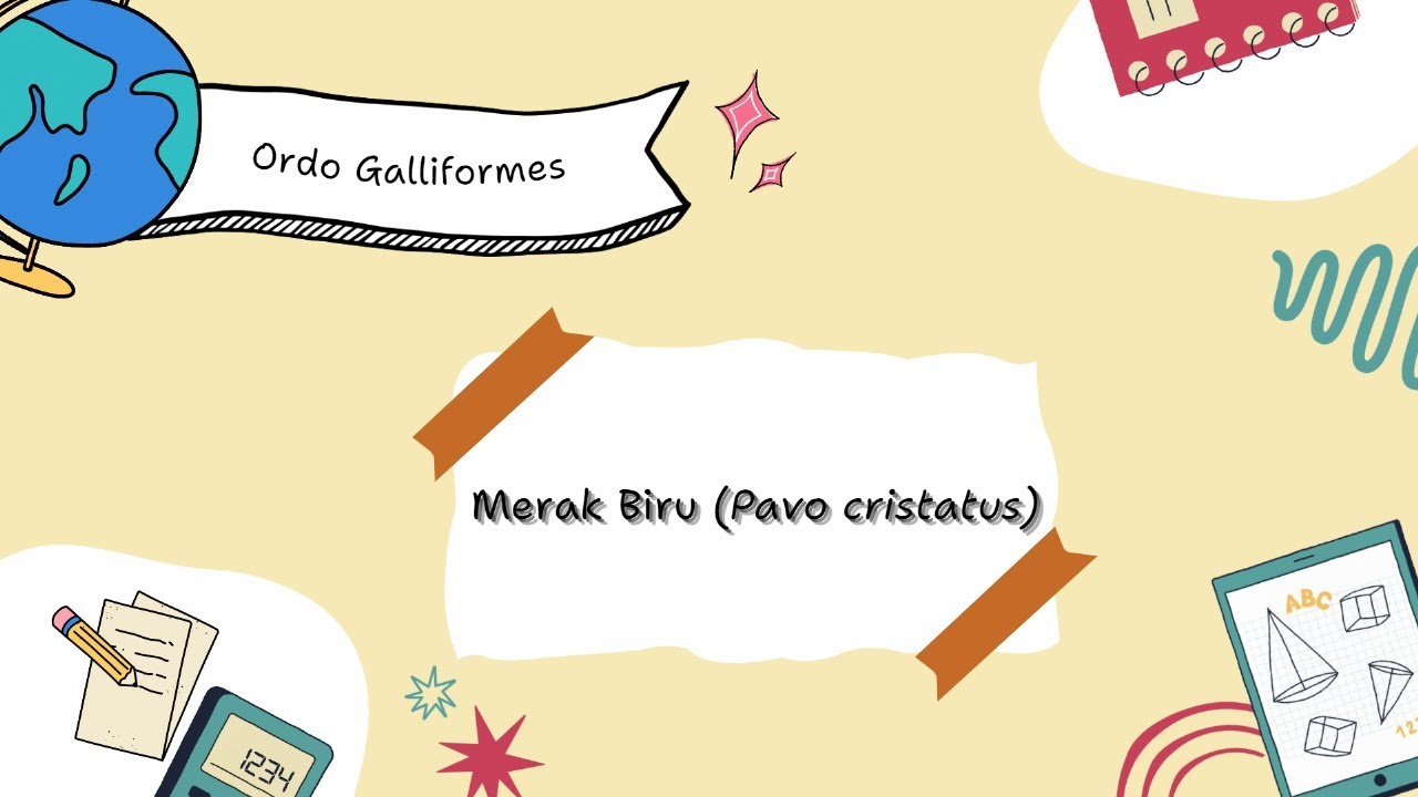 Ordo Galliformes : Merak Biru (Pavo cristatus)_UAS Vertebrata - YouTube