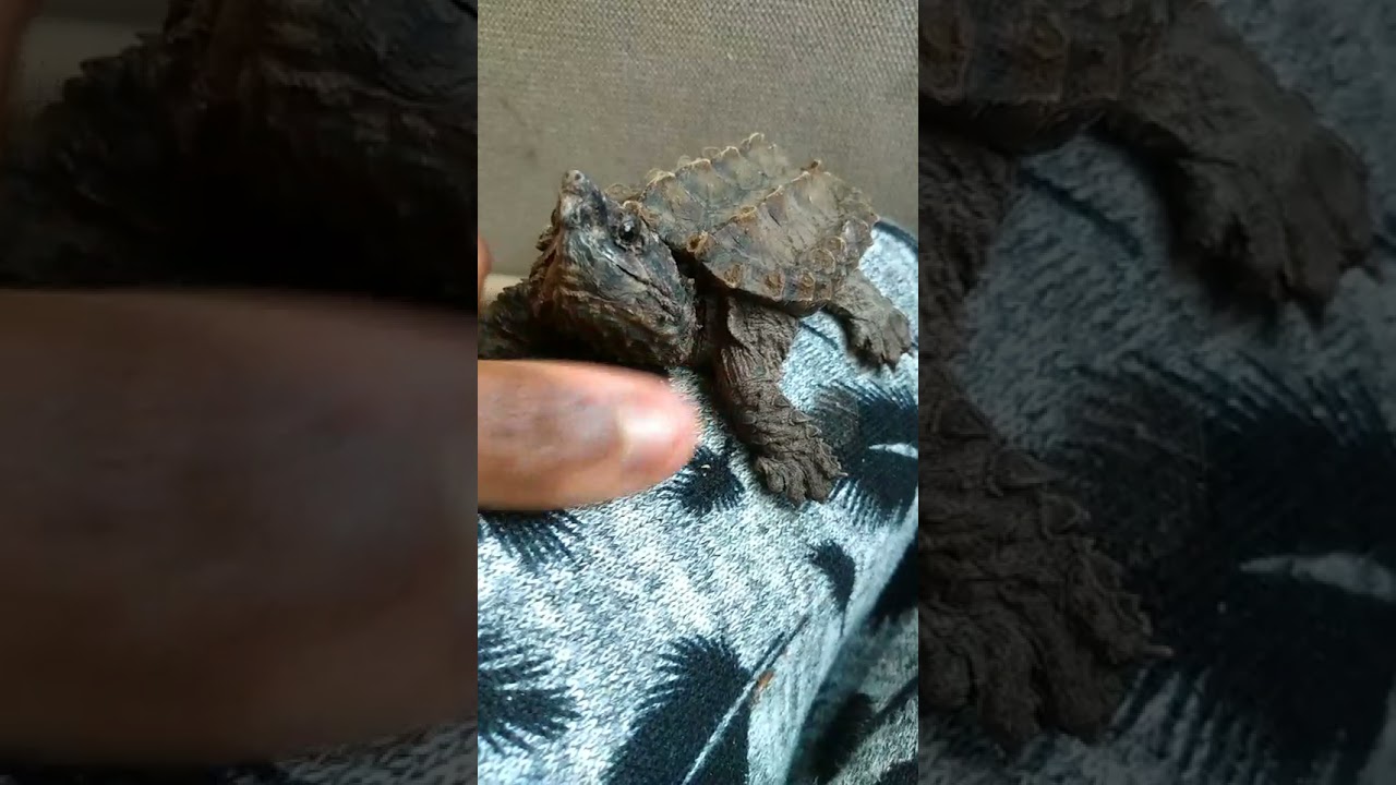 Godzilla the friendly juvenile alligator snapping turtle likes to be ...