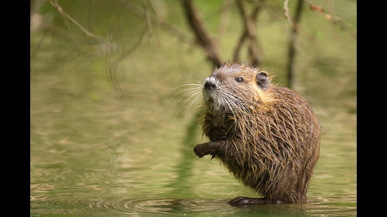 The World on the Turtle's back - Oral Story - YouTube