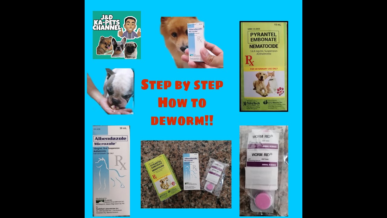 Puppy/Adult Dog = Deworming /Purga Time!! (Nematocide, Microzole, Worm ...