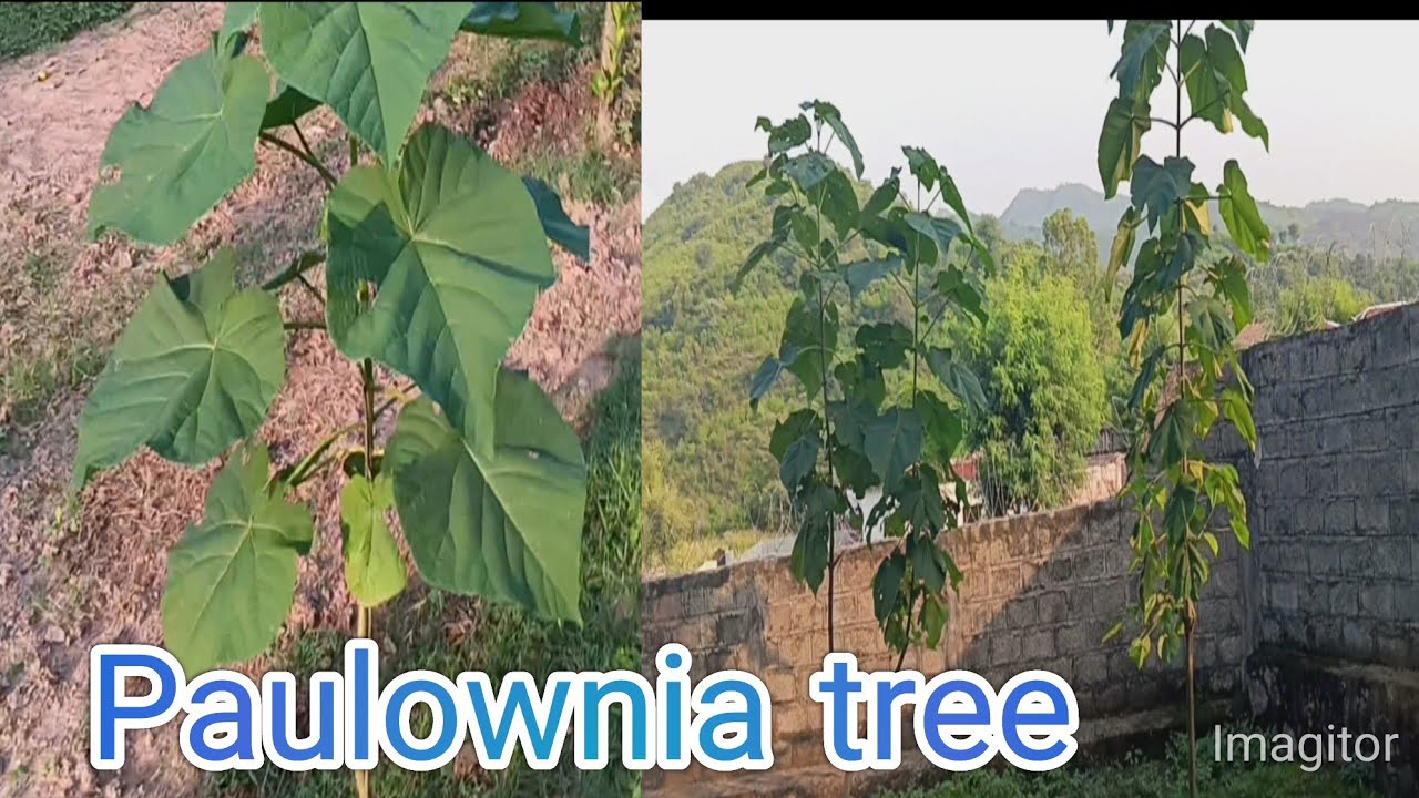 paulownia tree in pakistan.paulownia tomentosa fast growing tree ...