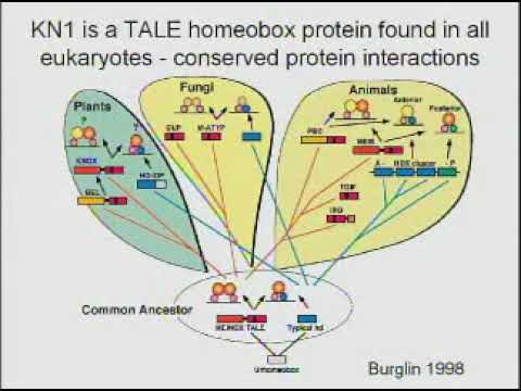 Sarah Hake - The Stem Cells Behind Plant Architecture - YouTube