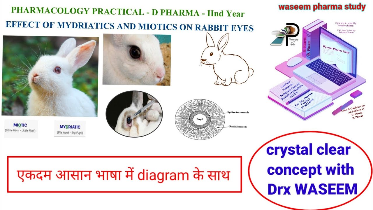 STUDY OF #MYDRIATIC AND #MIOTIC EFFECT ON RABBIT EYE#PHARMACOLOGY #D ...