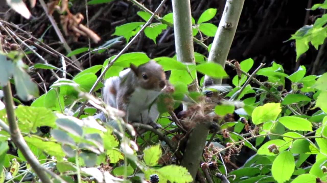 A Welsh adventure - Grey squirrels - YouTube