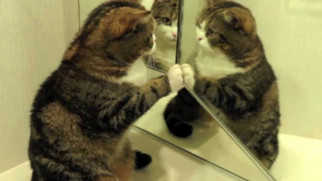 Cashmere Cat - Mirror Maru (Swag5) - YouTube