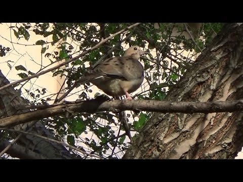 Mourning Dove Bird Watch - Olentangy River Trail, Columbus, Ohio, USA ...