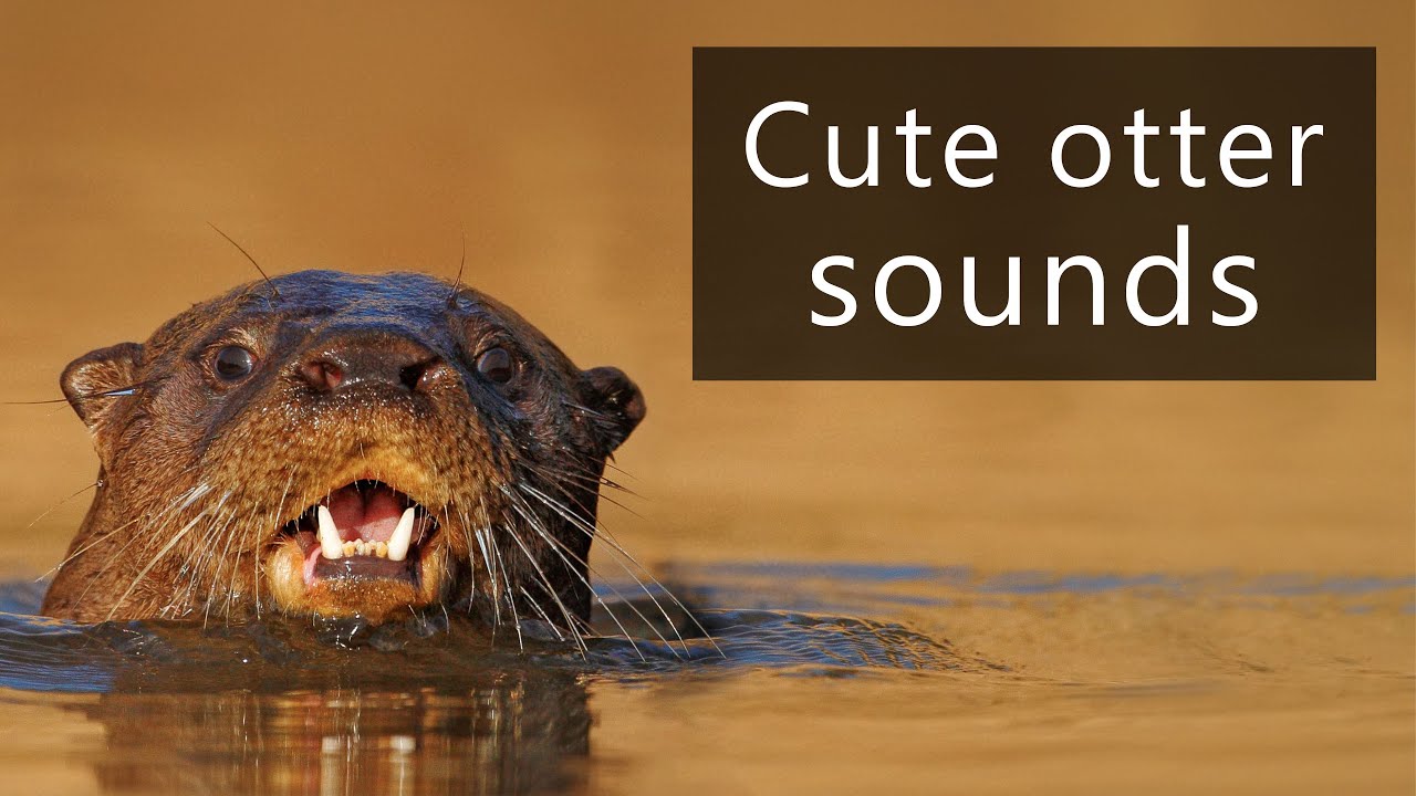 The cute sounds of giant river otters - YouTube