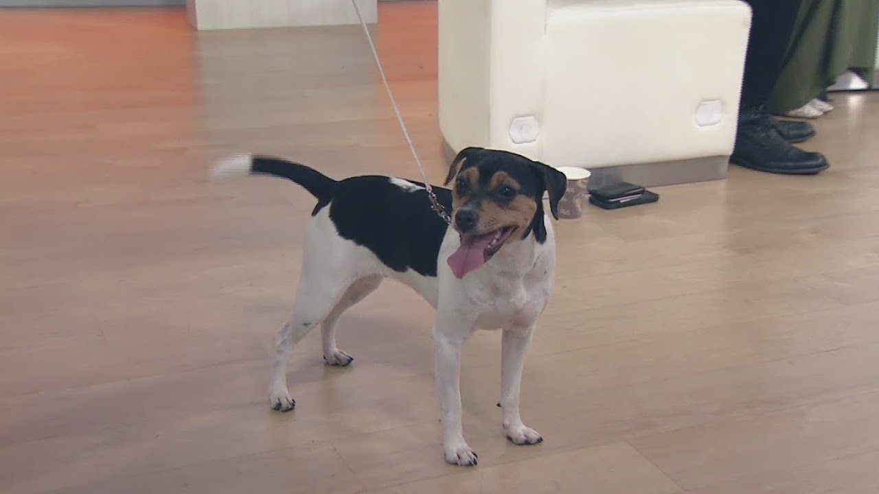 National Dog Show host John O'Hurley previews event - YouTube