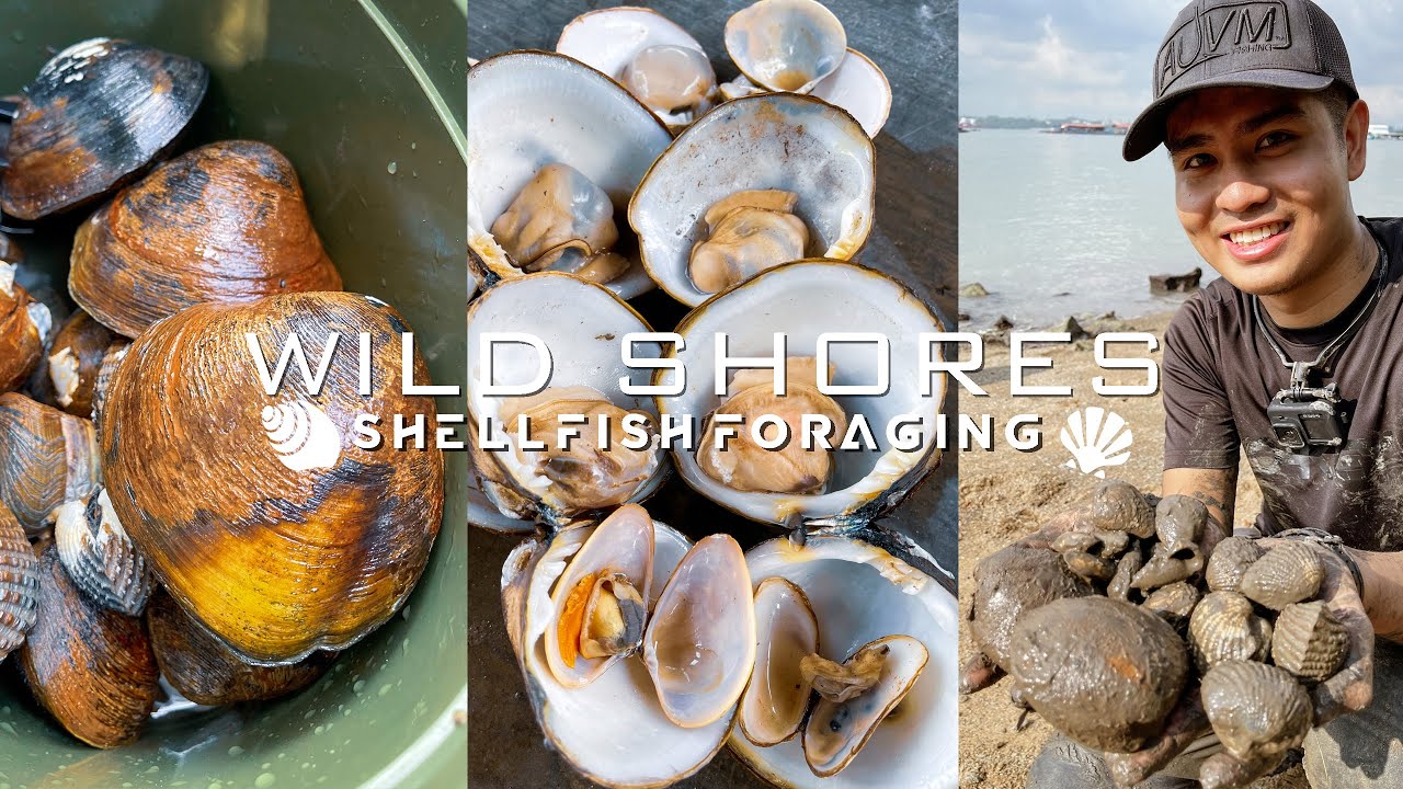 Wild Shores - Foraging for Shellfish - YouTube