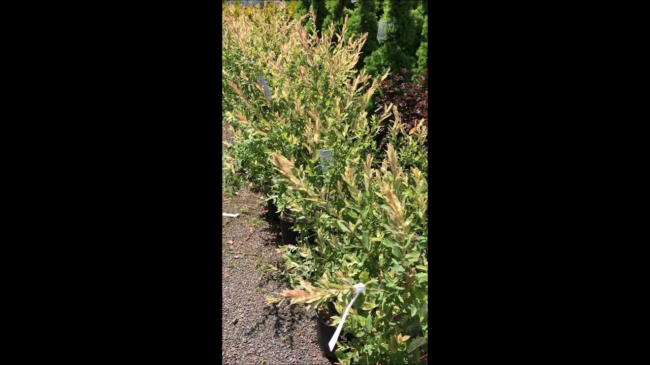 Wetland Trees and Shrubs Grown at Highland Hill Farm In Bucks County Pa ...