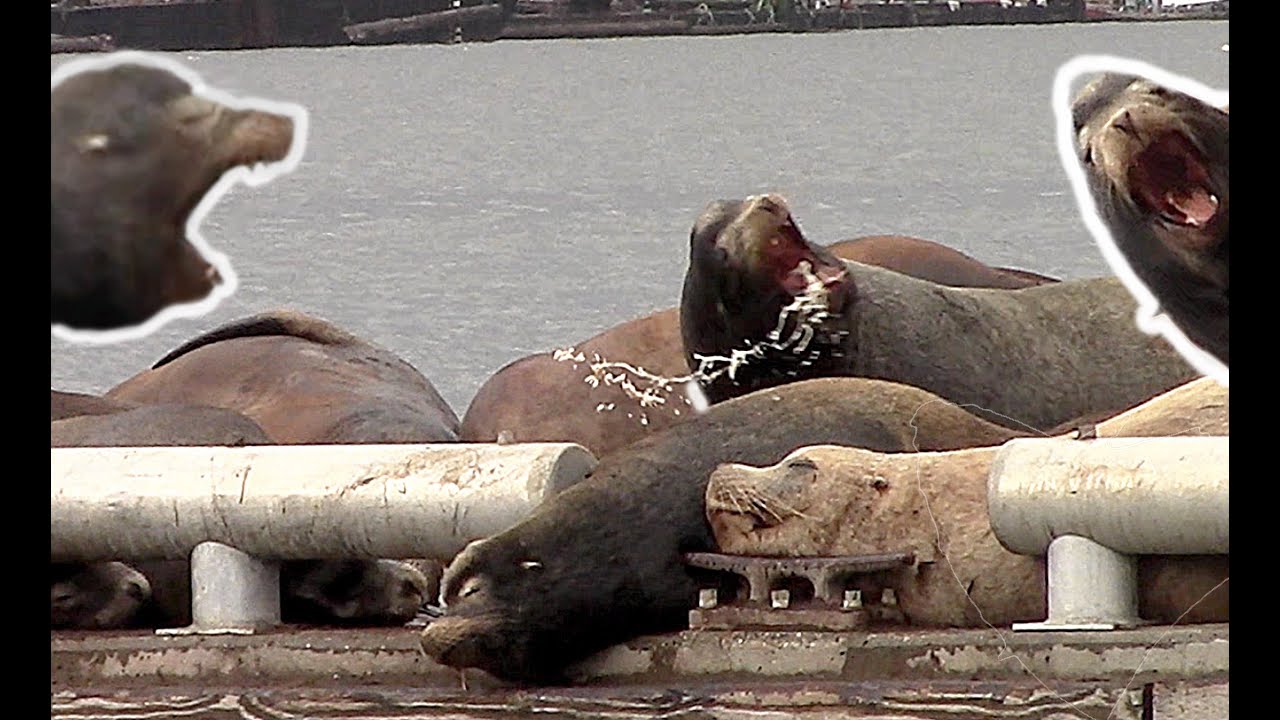 Hilarious Sea Lion Throwing Up On His Friends - YouTube