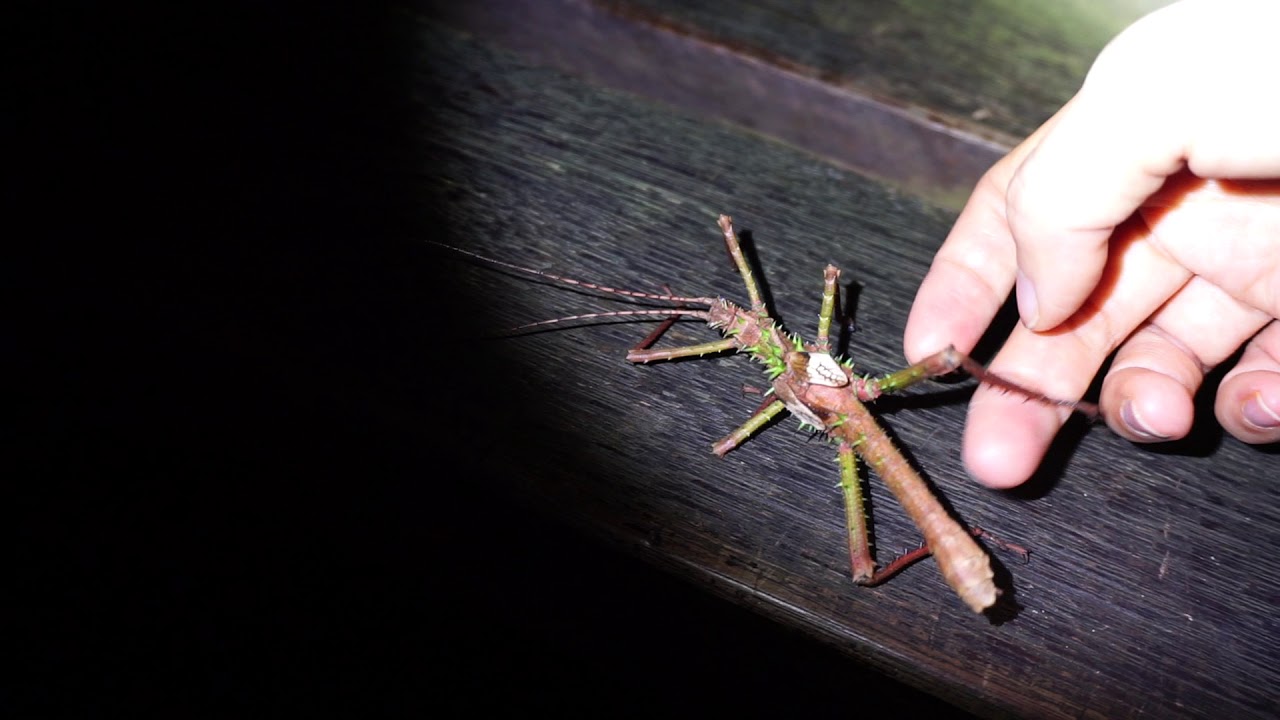 Stick insect with green spikes! - YouTube