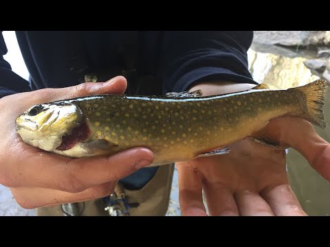 Catching Stocked Brook Trout - YouTube