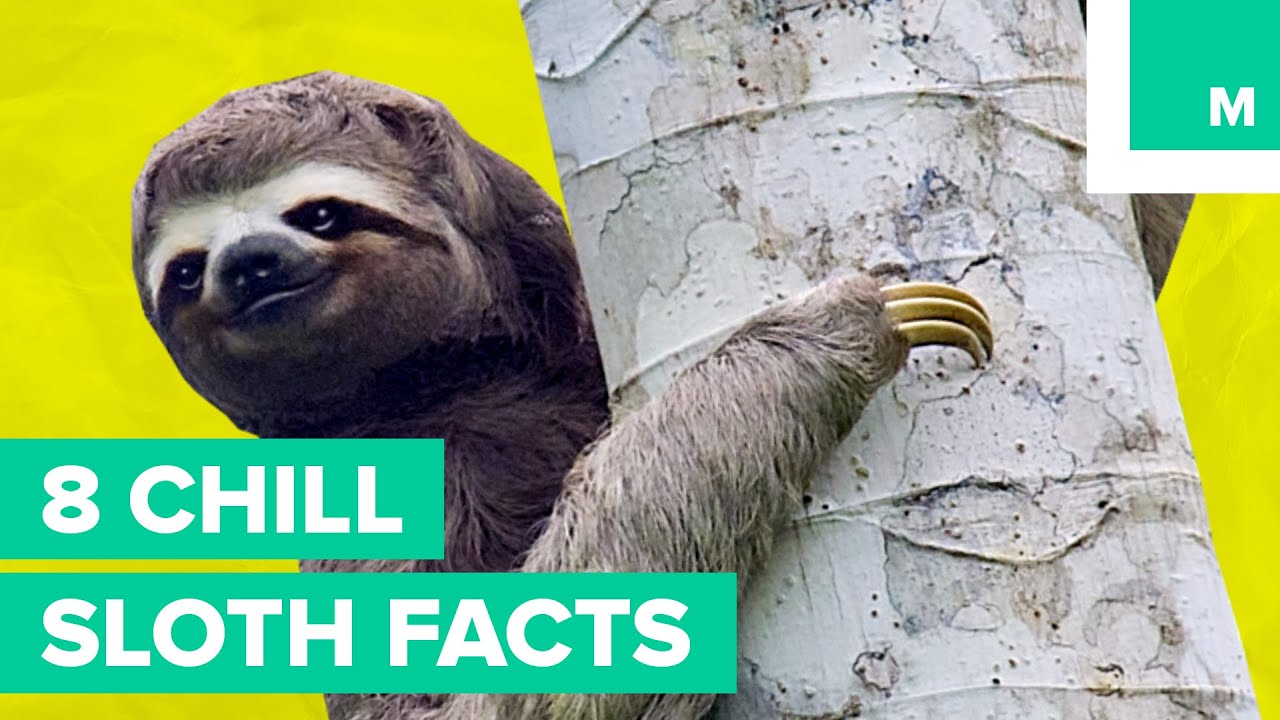 8 Chill Sloth Facts | Fuzzy Friday - YouTube