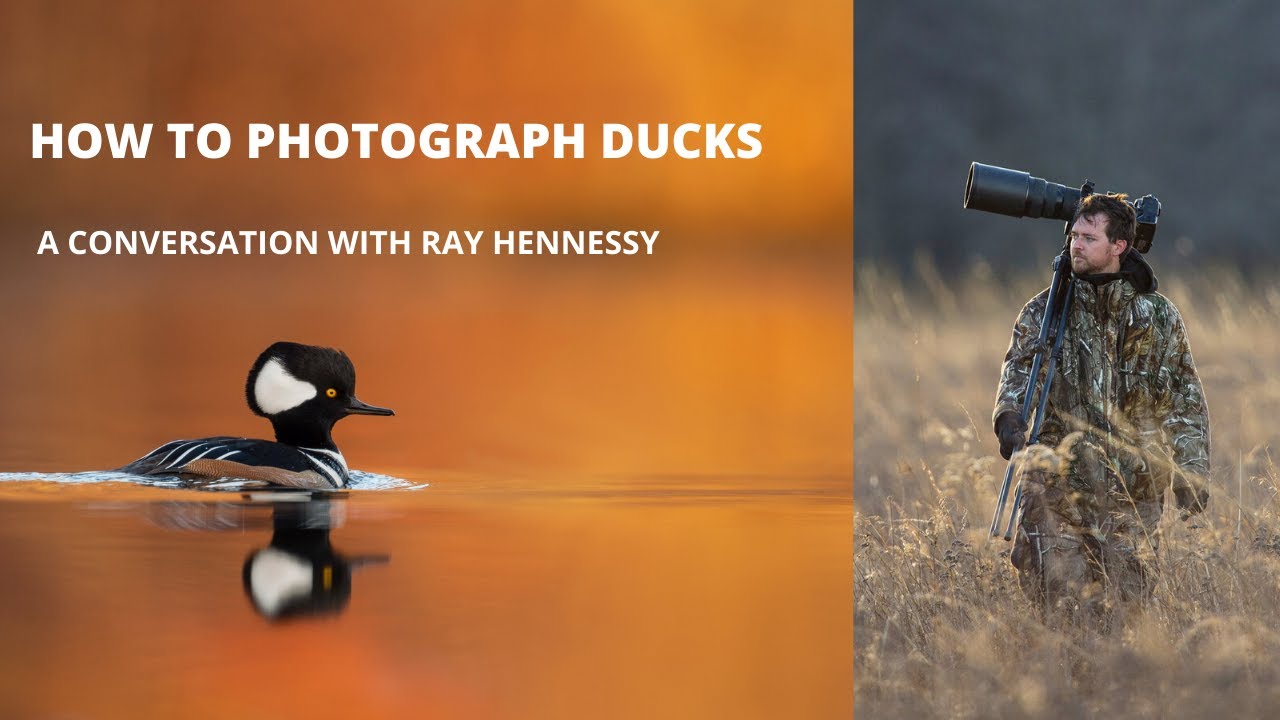 How to Photograph Ducks - Conversation With Wildlife Photographer Ray ...
