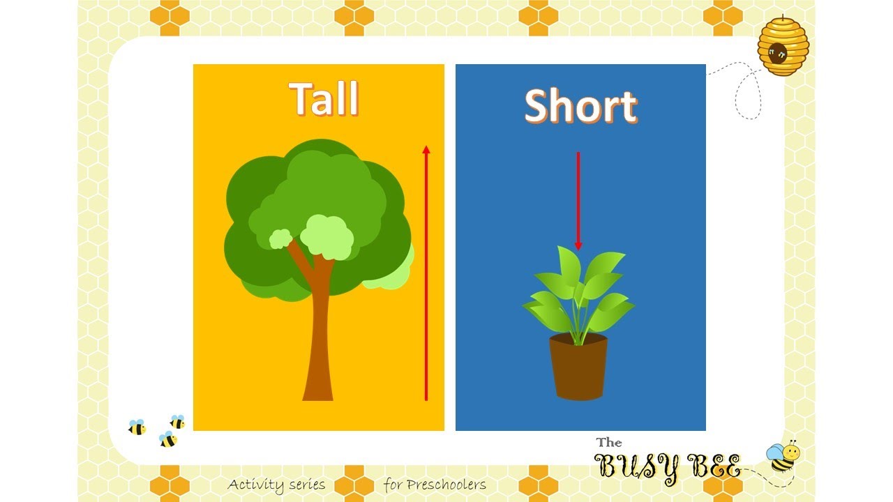Learn Tall and Short | Kindergarten learning | Preschool videos - YouTube