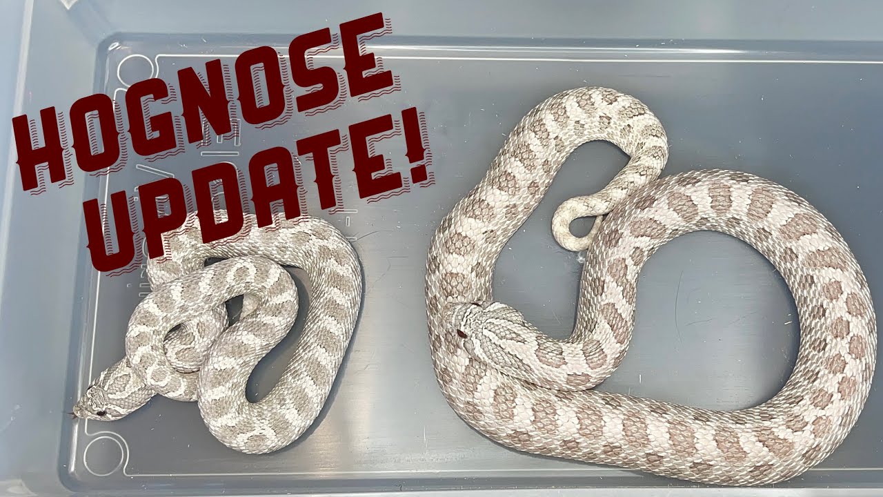 Western Hognose Collection Update - YouTube