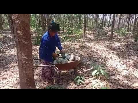 hnub ntawv mus sau ntoo yas os - YouTube