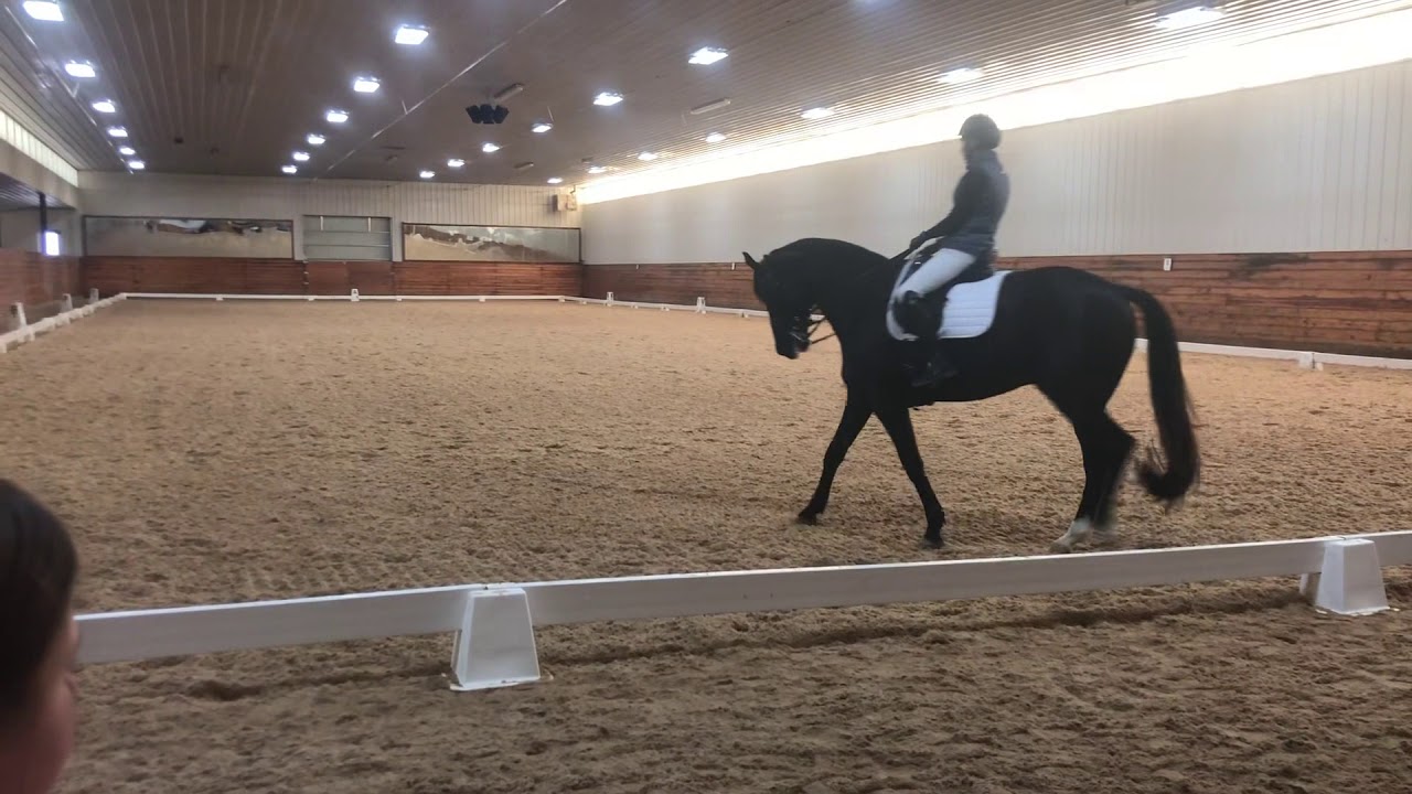 Majestic February Frolic - YouTube