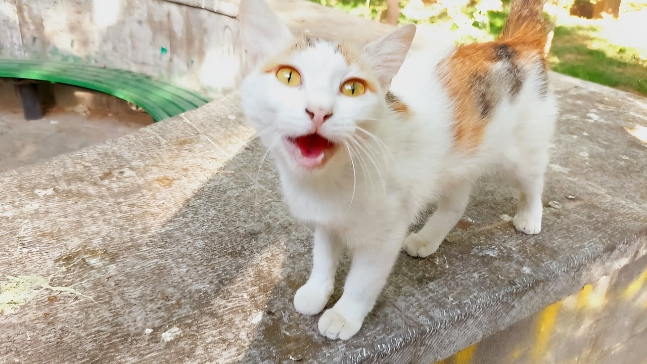 Incredibly Cute Calico Kitten Non Stop meows For Food - YouTube