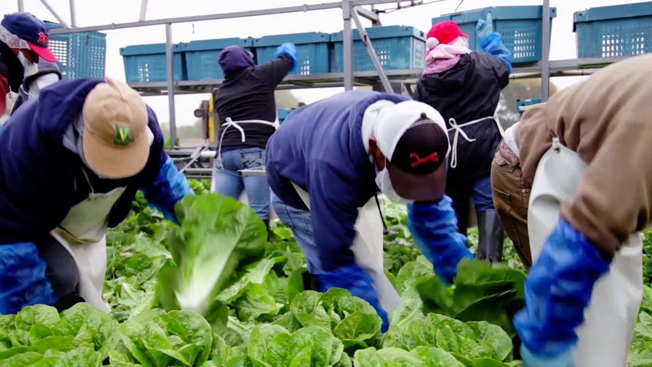 Food Contact Surfaces - YouTube